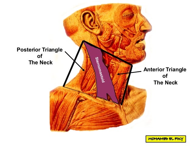 Posterior triangle of the neck