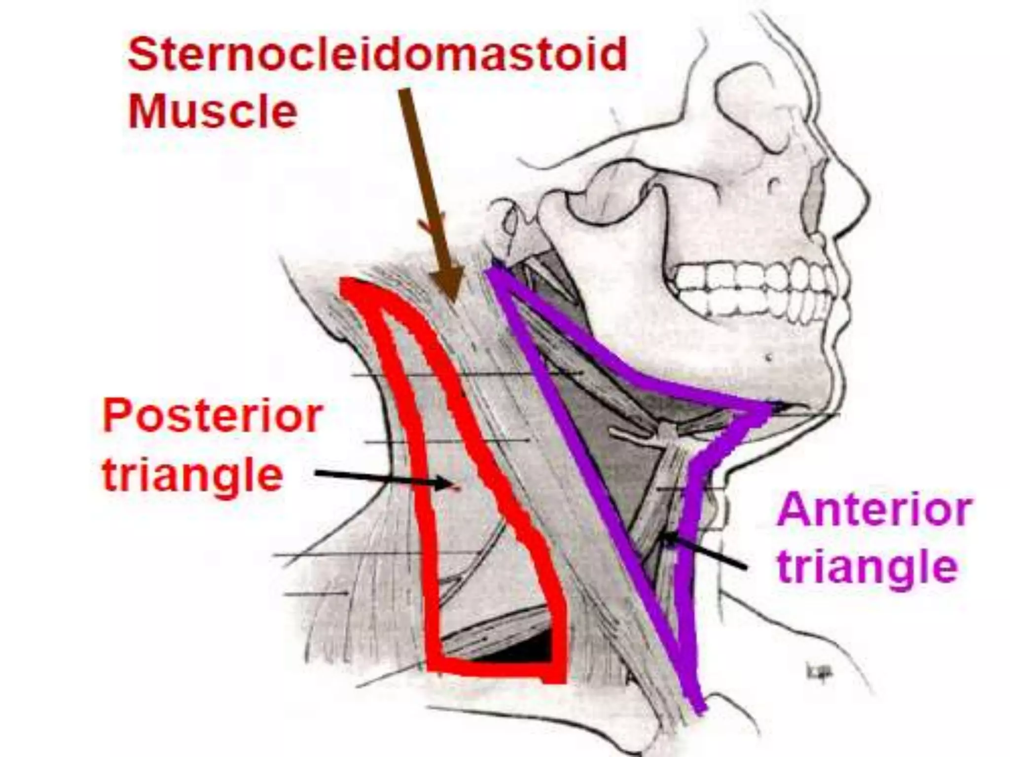 Posterior triangle | PPTX | Thyroid Disorders | Endocrine and Metabolic ...