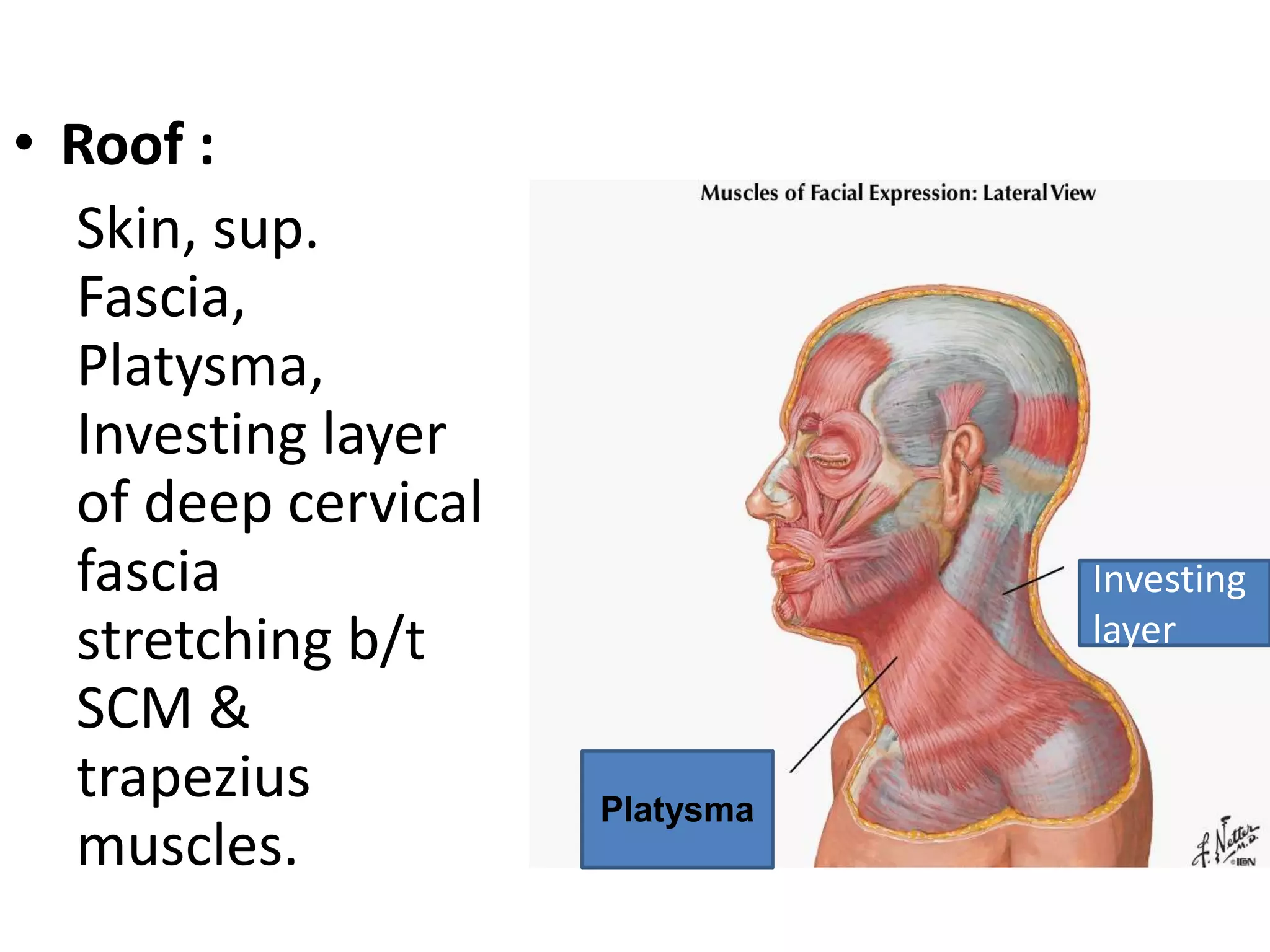 Posterior triangle | PPTX | Thyroid Disorders | Endocrine and Metabolic ...