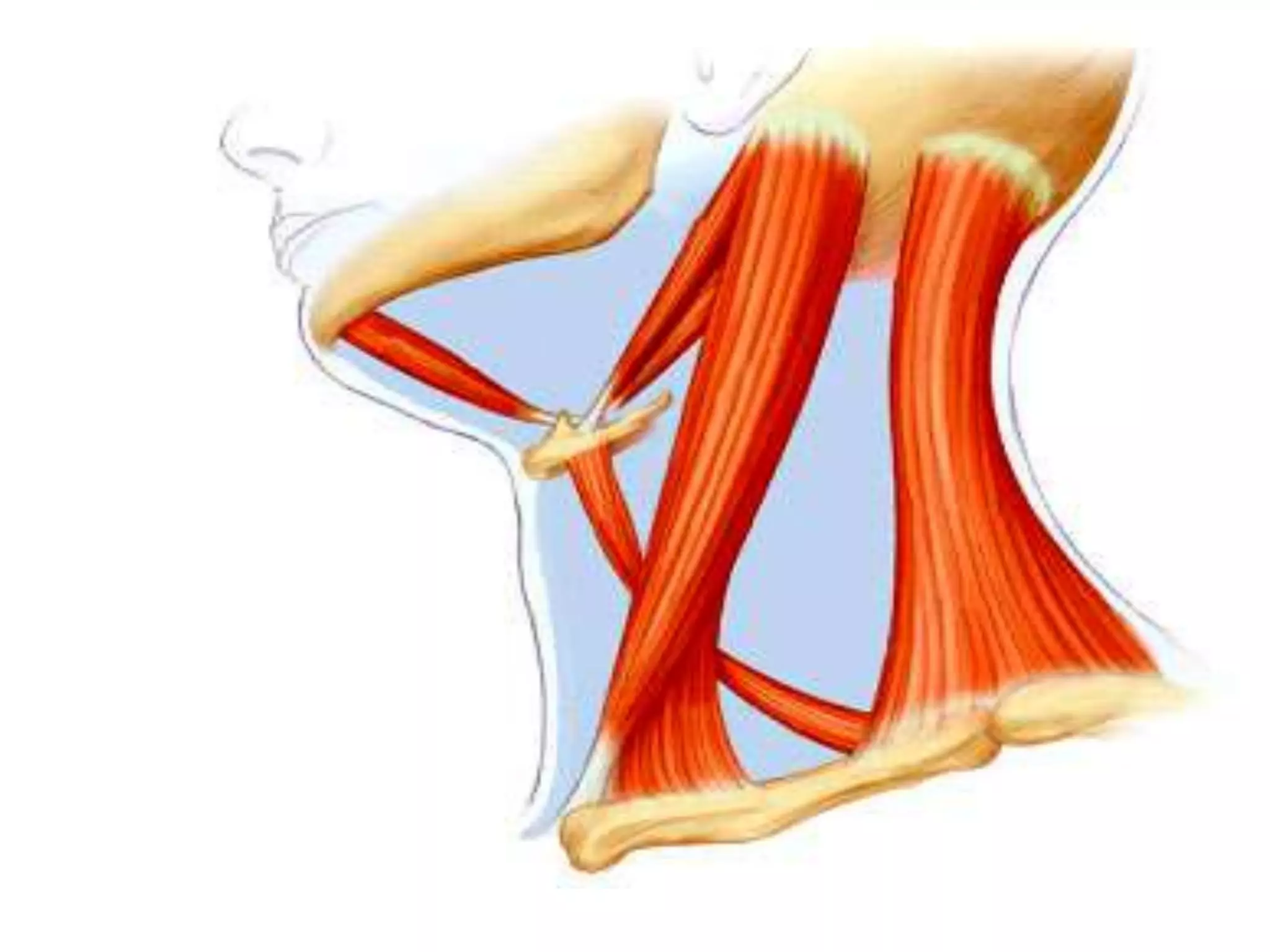 Posterior triangle | PPTX | Thyroid Disorders | Endocrine and Metabolic ...