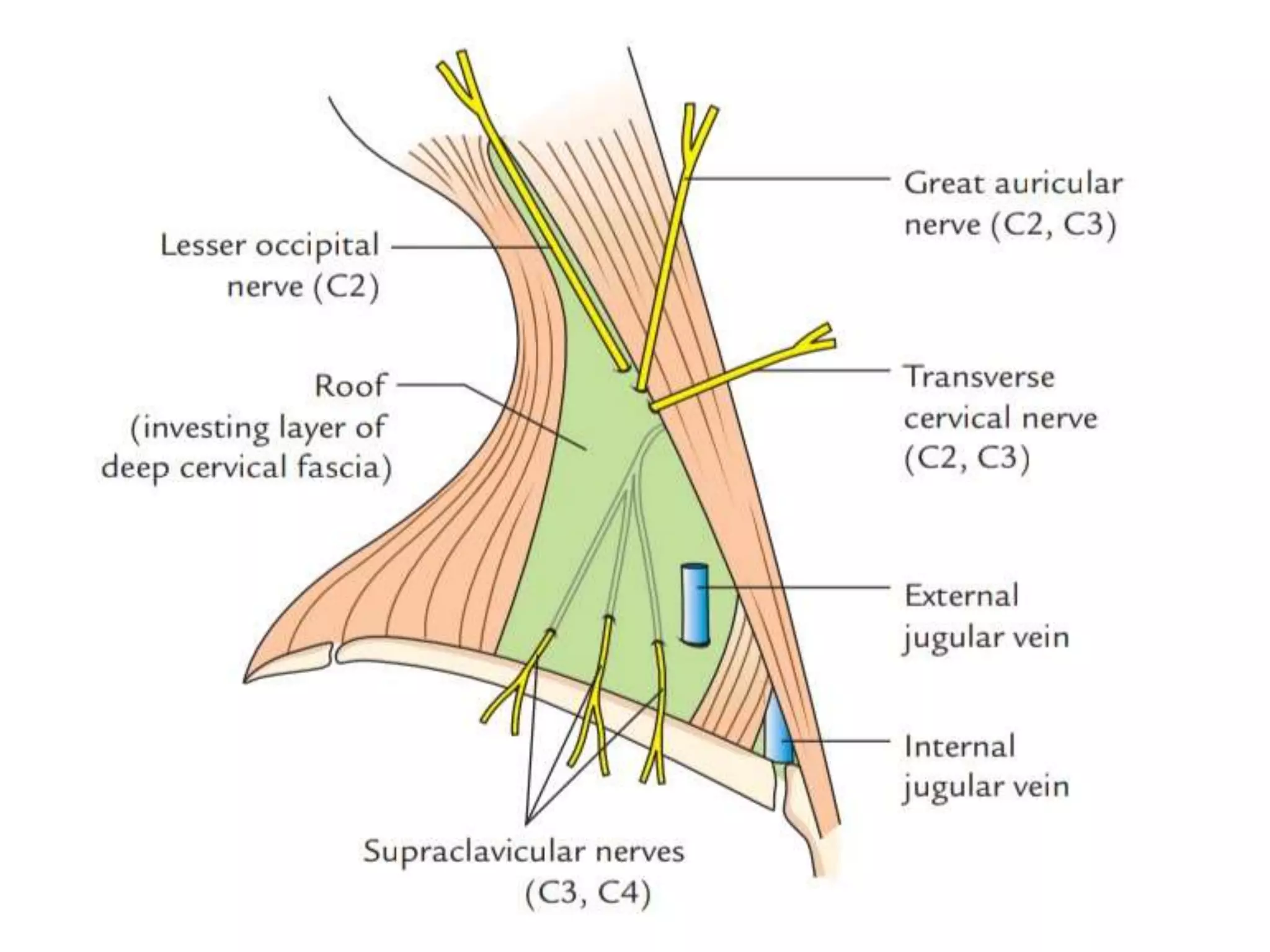 Posterior triangle | PPTX | Thyroid Disorders | Endocrine and Metabolic ...