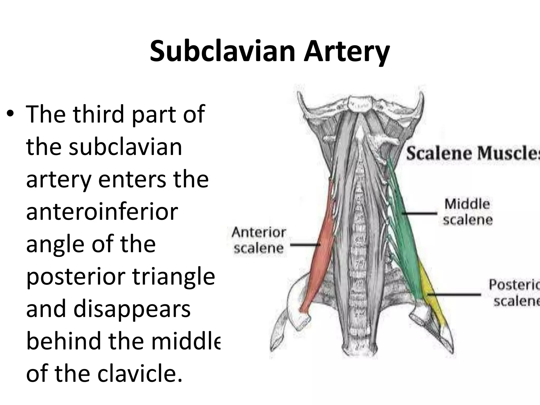 Posterior triangle | PPTX | Thyroid Disorders | Endocrine and Metabolic ...