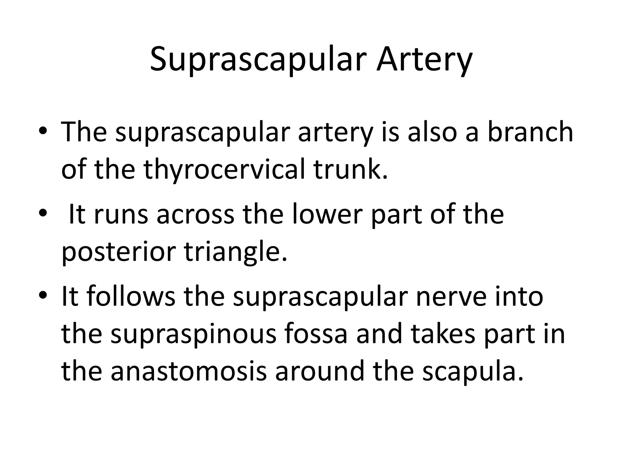 Posterior triangle | PPTX | Thyroid Disorders | Endocrine and Metabolic ...