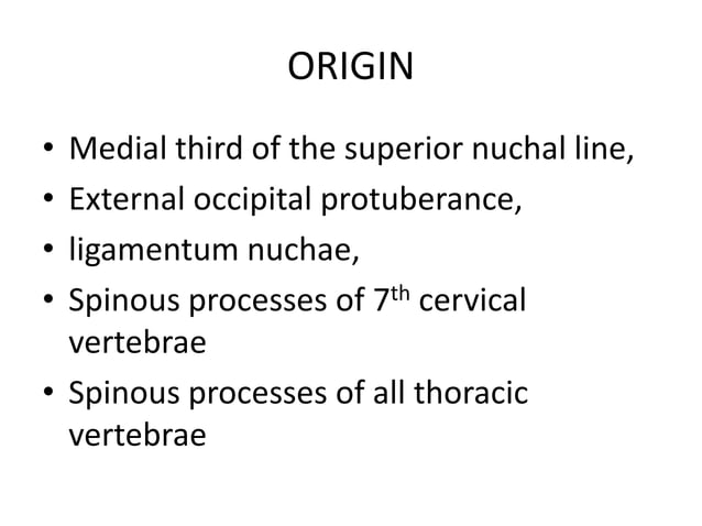 Posterior triangle | PPT