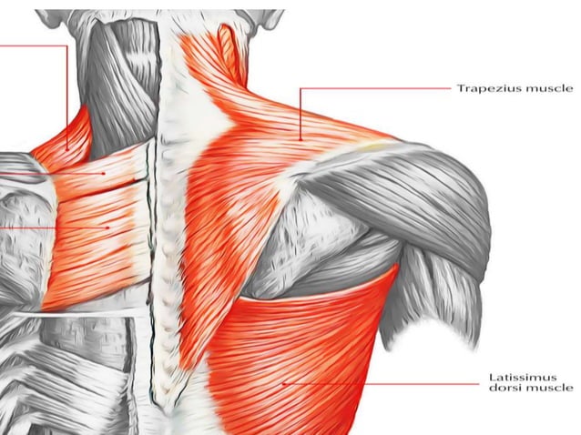 Posterior triangle | PPT