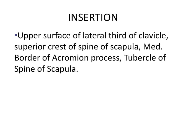 Posterior triangle | PPT