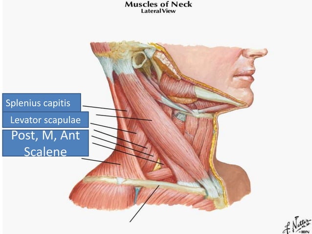 Posterior triangle | PPT