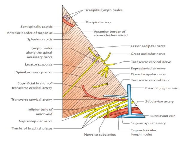 Posterior triangle | PPT