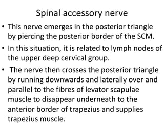 Posterior triangle | PPTX