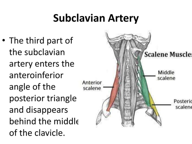 Posterior triangle | PPT