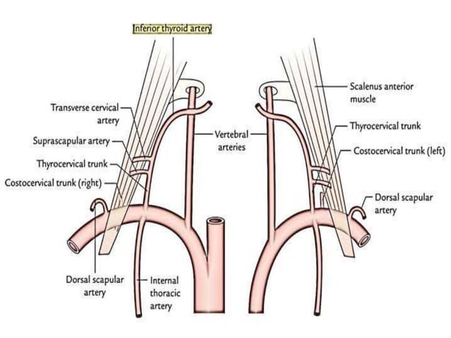 Posterior triangle | PPT