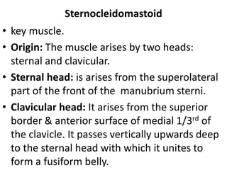Posterior triangle | PPTX