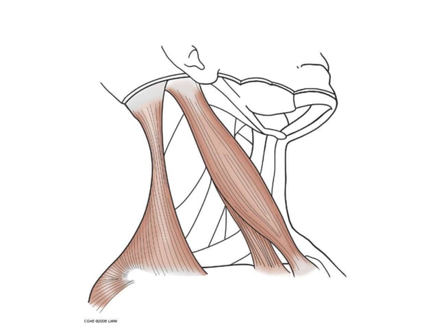 Posterior triangle | PPT