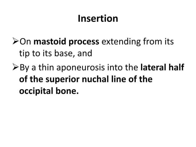 Posterior triangle | PPT