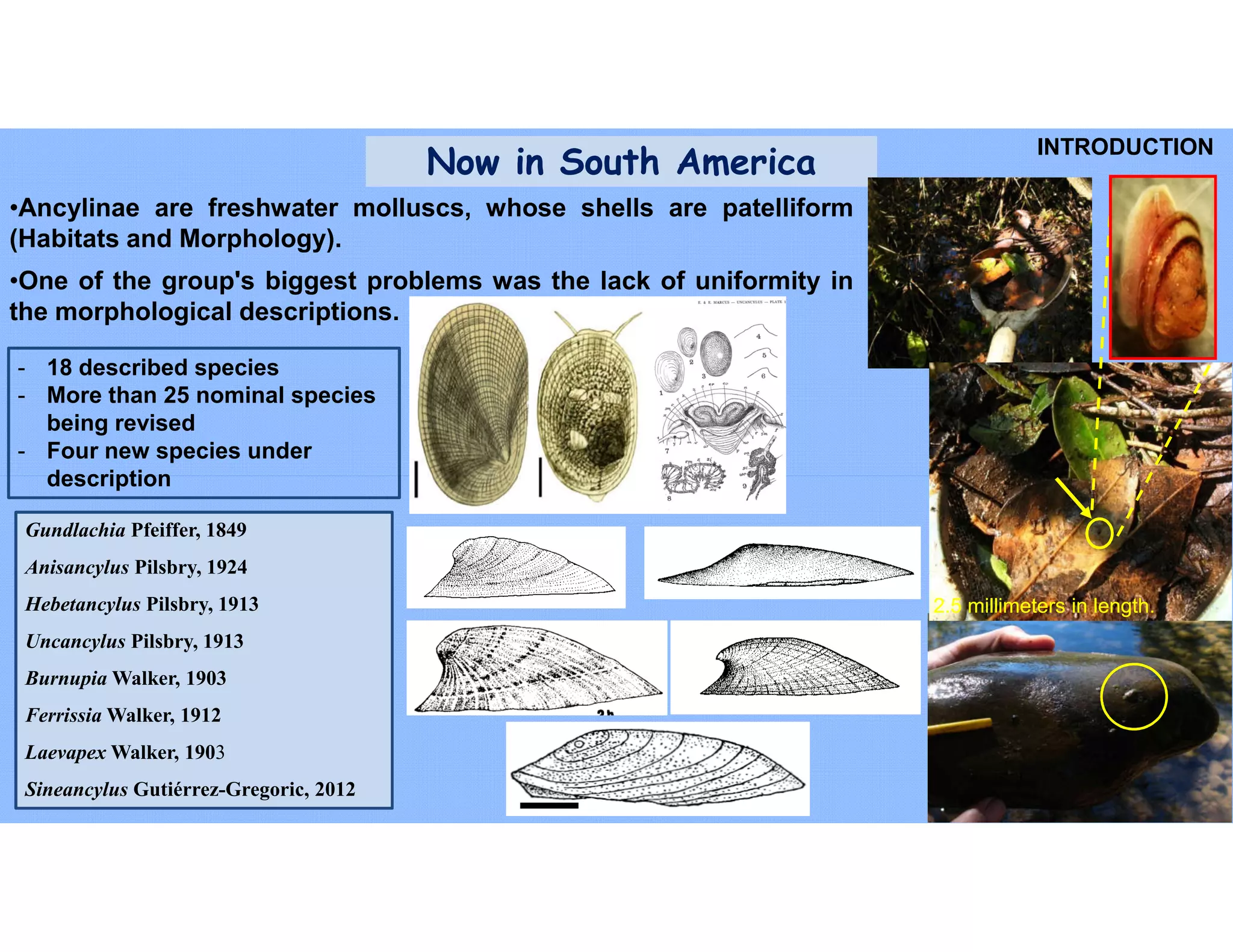 Current systematic of Ancylinae in South America based on morphological ...