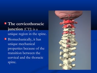 The midline and lateral parascapular extrapleural exposures | PPT