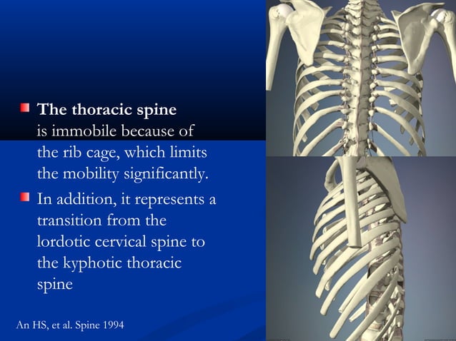 The midline and lateral parascapular extrapleural exposures | PPT