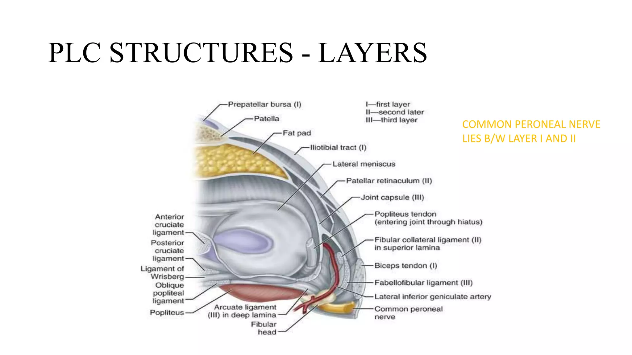Posterolateral corner knee injuries | PPTX
