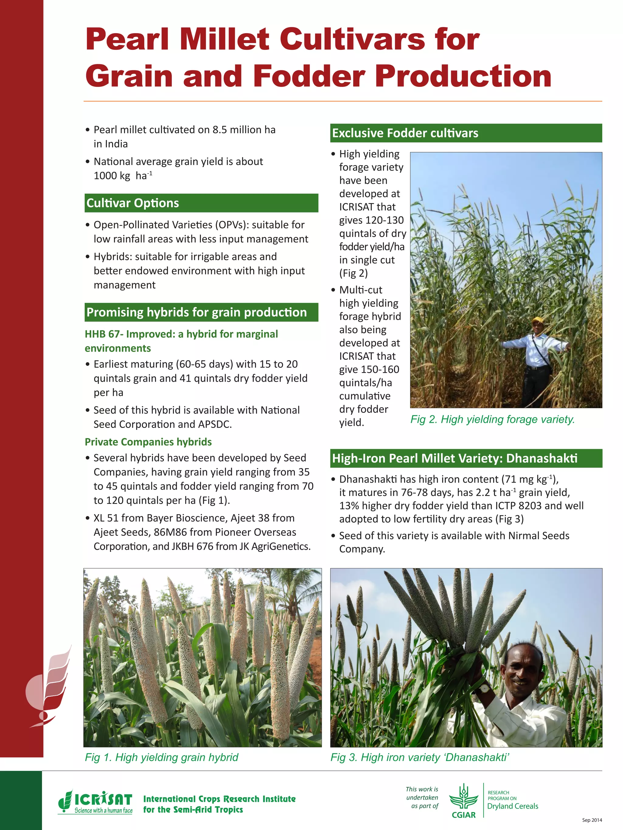 Pearl millet cultivars for grain and fodder production | PDF