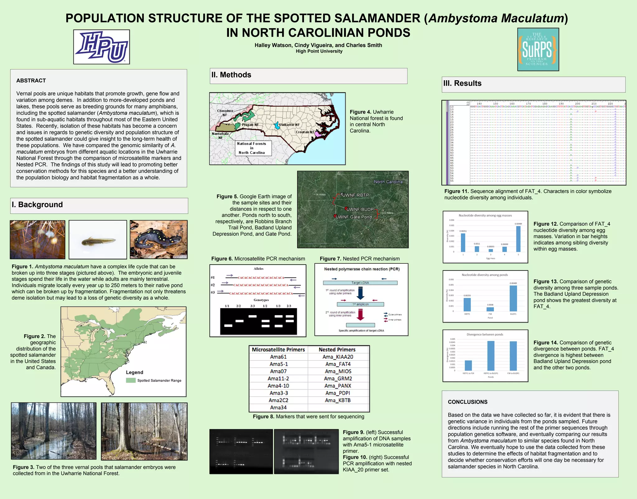 Salamander Poster | PPT