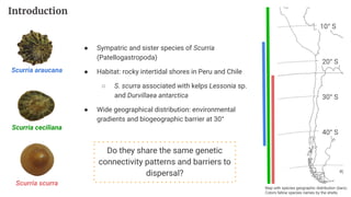 Genetic connectivity patterns of sympatric Scurria limpets along the ...