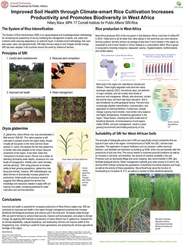 Improved Soil Health through Climate-smart Rice Cultivation Increases ...