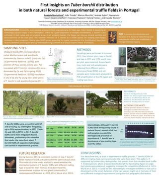 Poster tuber borchii research in portugal iwemm morocco | PDF