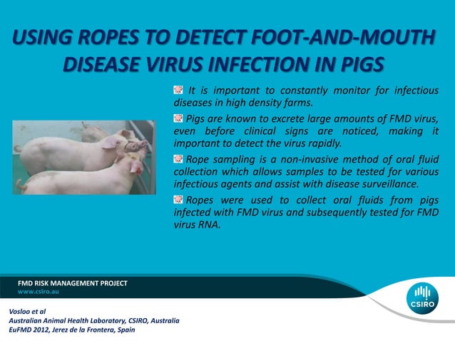 Poster: Using ropes to detect Foot-and-Mouth Disease virus infection in ...