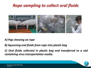 Poster: Using ropes to detect Foot-and-Mouth Disease virus infection in ...