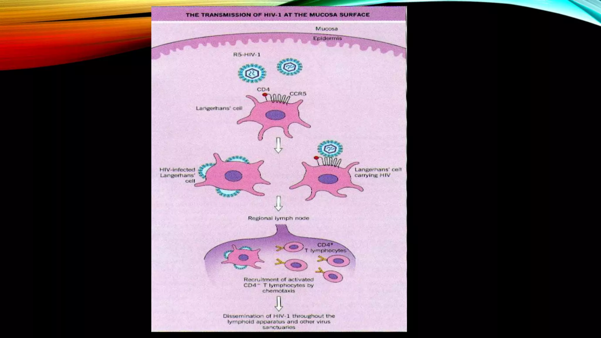 Post exposure prophylaxis of hiv | PPTX