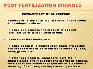 Post Fertilization In Plants