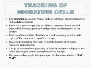Post fertilization events | PPTX
