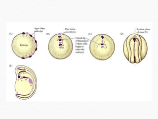 Post fertilization events | PPTX