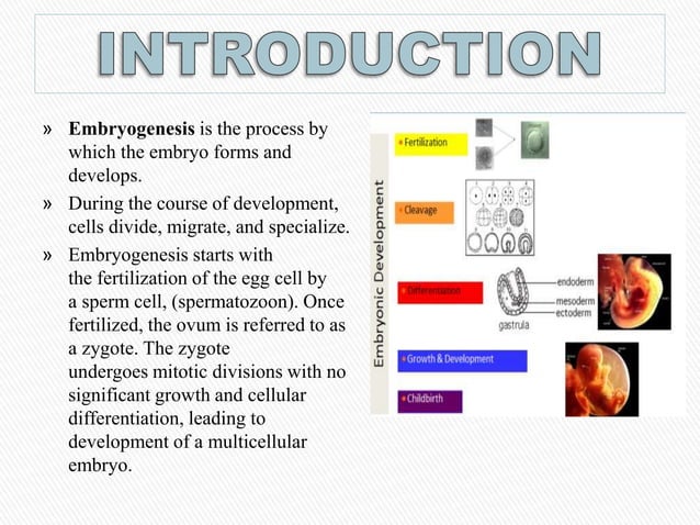 Post fertilization events | PPTX | Infertility | Reproductive Health