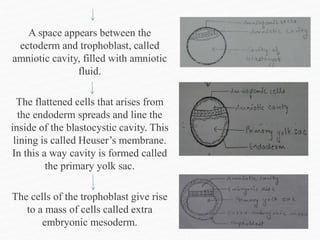 Post fertilization events | PPTX
