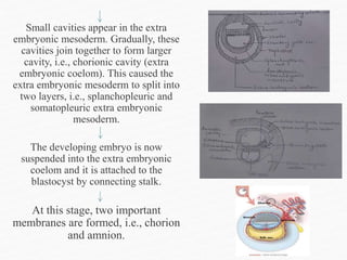 Post fertilization events | PPTX