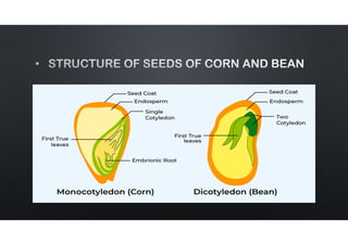 Post fertilization events of seed for better understanding.pdf