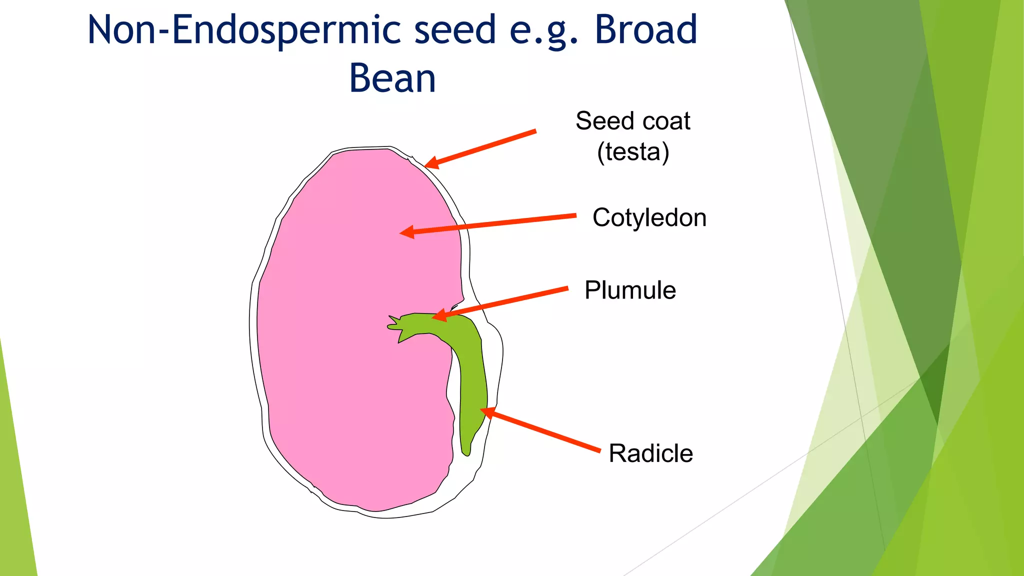 Post fertilization structures in plants. | PPTX