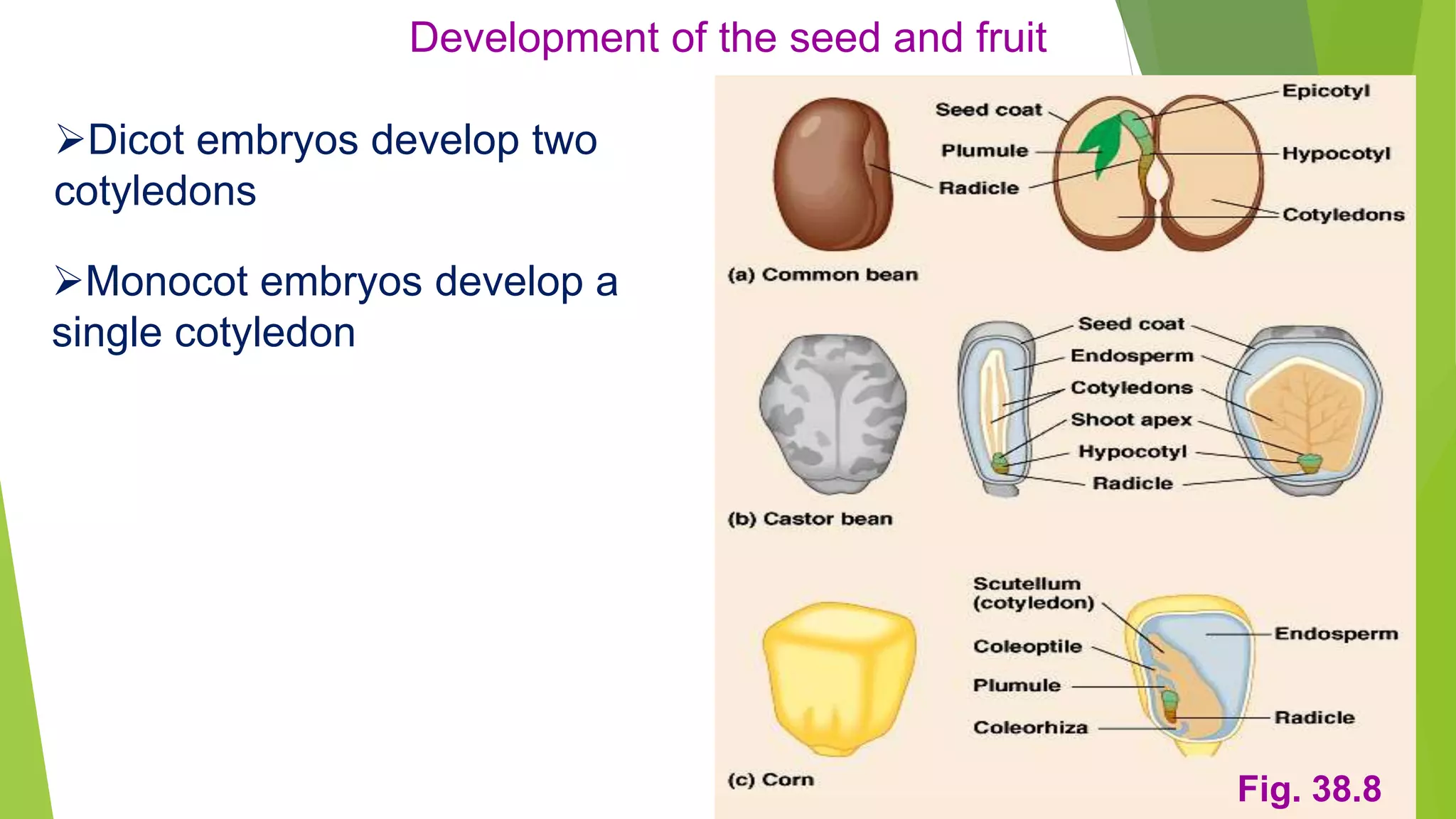 Post fertilization structures in plants. | PPTX