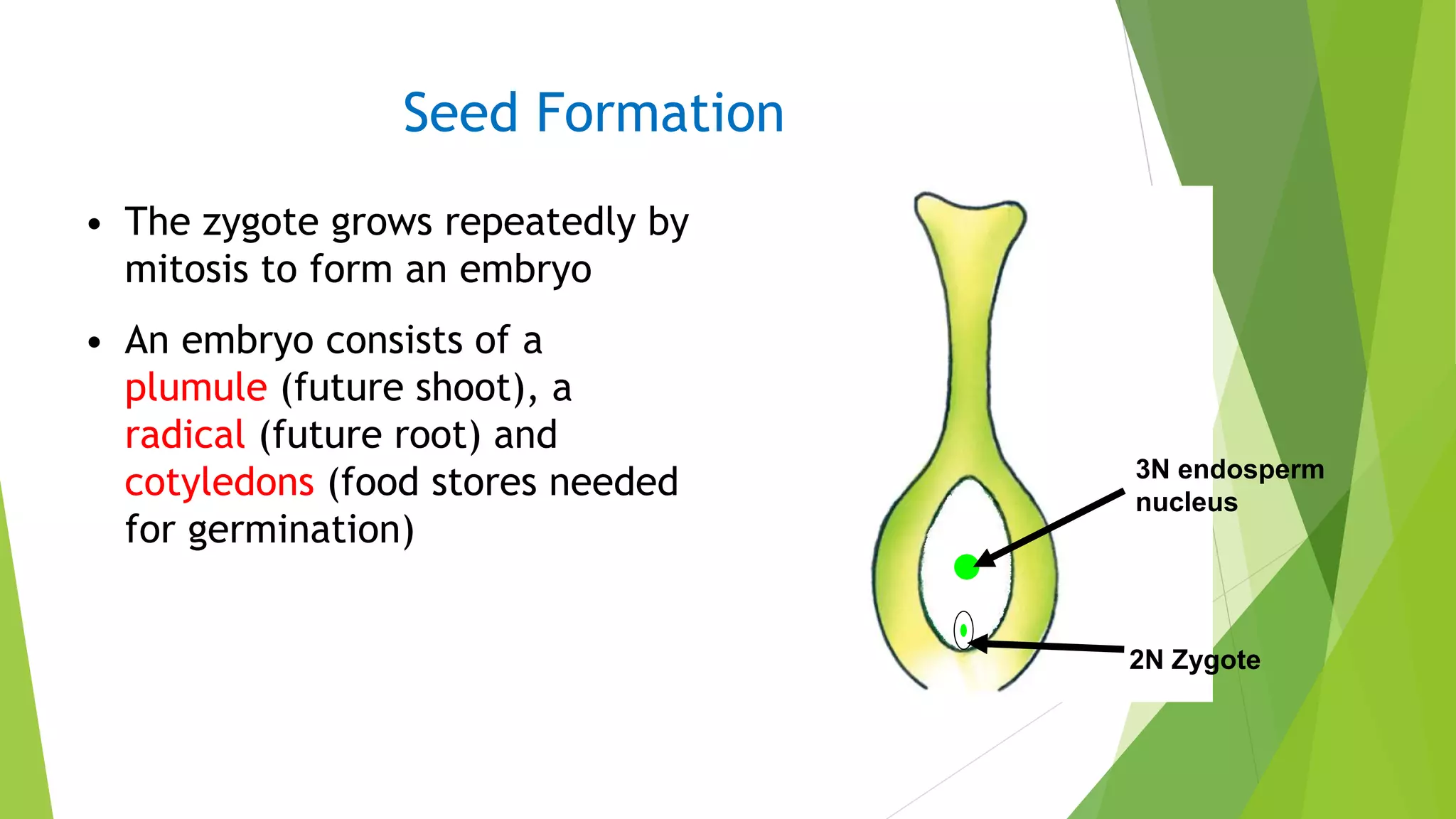 Post fertilization structures in plants. | PPTX