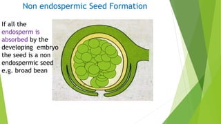 Post fertilization structures in plants. | PPTX