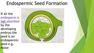 Post fertilization structures in plants. | PPTX