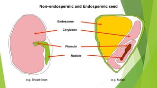 Post fertilization structures in plants. | PPTX