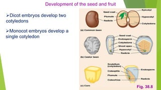 Post fertilization structures in plants. | PPTX