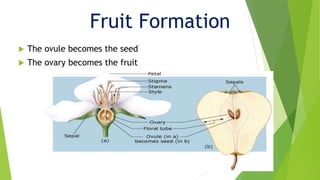 Post fertilization structures in plants. | PPTX