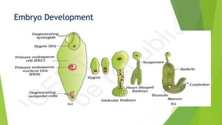 Post Fertilization In Plants