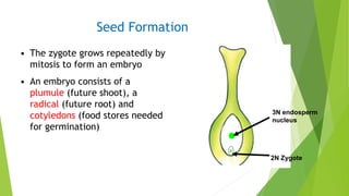 Post Fertilization In Plants