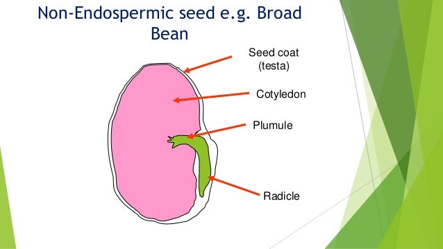 Post fertilization structures in plants.