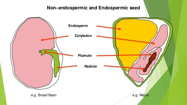 Post fertilization structures in plants.