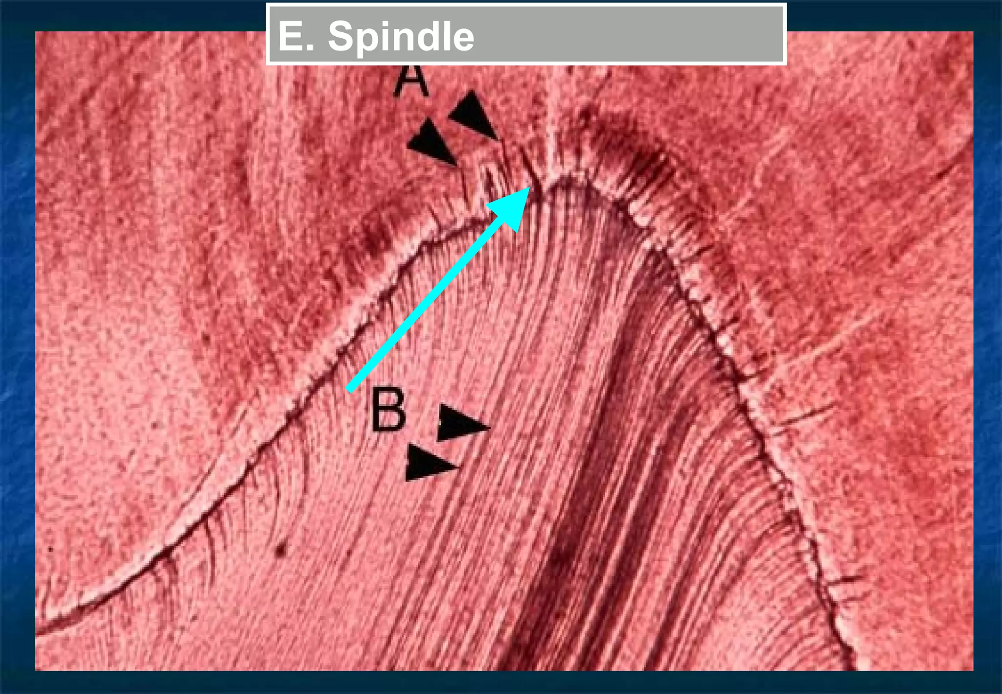 Postgrad. 2013 | PPT